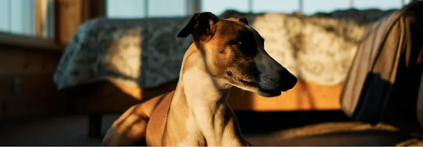 Dog Insurance: Puppy & Adult Dog Coverage | AKC Pet Insurance