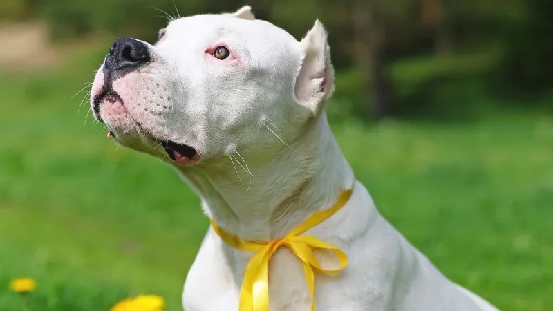 The Yellow Dog Project