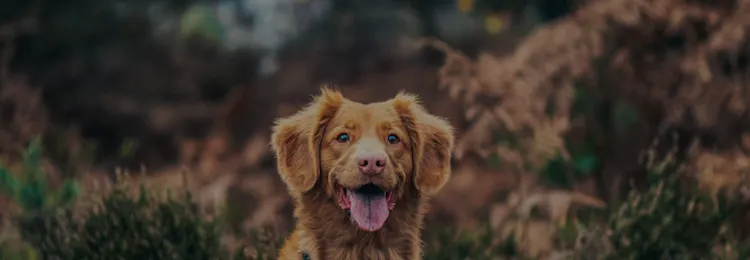 Pet Wellness Plans: Routine & Preventive Care | AKC Pet Insurance