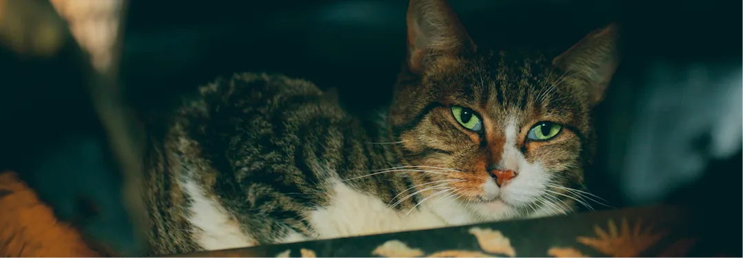 Cat Insurance: Kitten & Adult Cat Coverage | AKC Pet Insurance