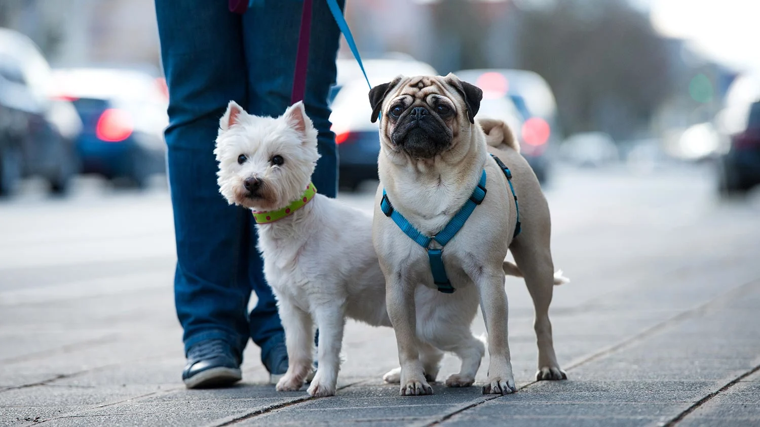 City Dog Walking Safety Guide