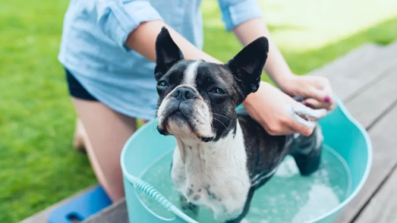 A Guide To Bathing Dogs Outside | AKC Pet Insurance