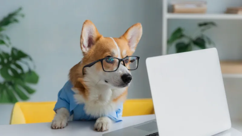 Bringing Your Pet into the Office for the First Time? Here’s How to Prepare