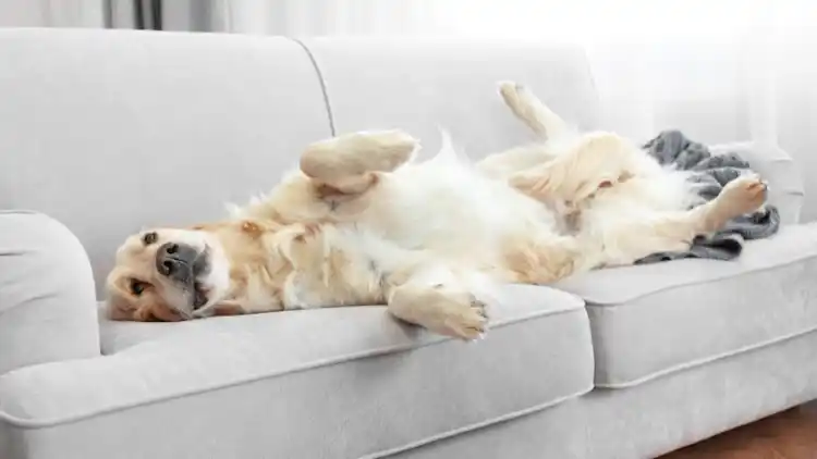 Sprained Dog Tail: Cold Tail Syndrome in Dogs | AKC Pet Insurance