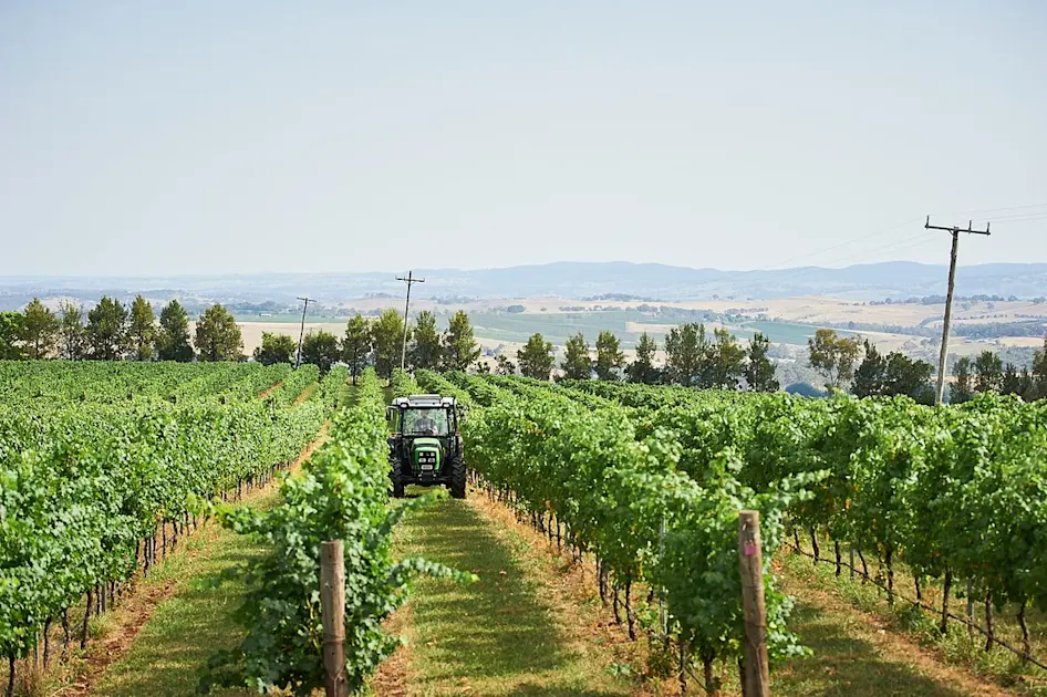 32 best Orange Wineries and Cellar Doors to visit in 2025