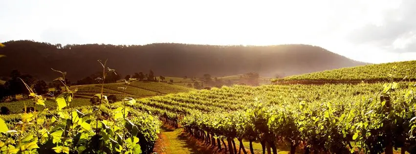 Mount View Estate, Hunter Valley - Book a Wine Tasting