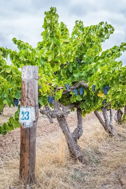 Arila Gardens, Barossa Valley - Book a Wine Tasting