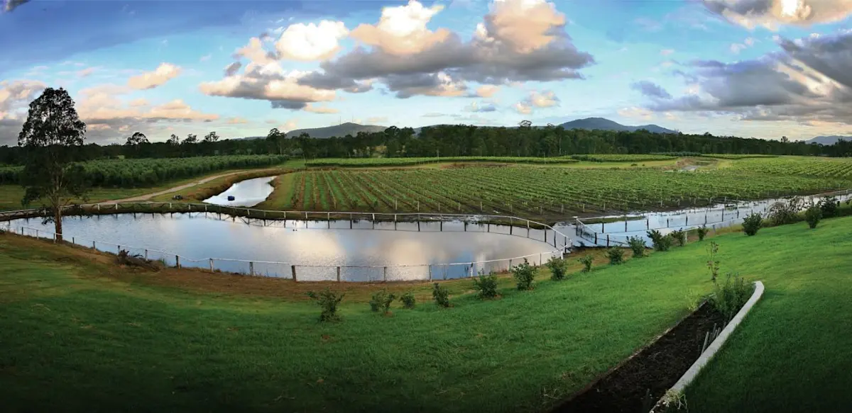 Pangallo Estate, Hunter Valley - Book a Wine Tasting