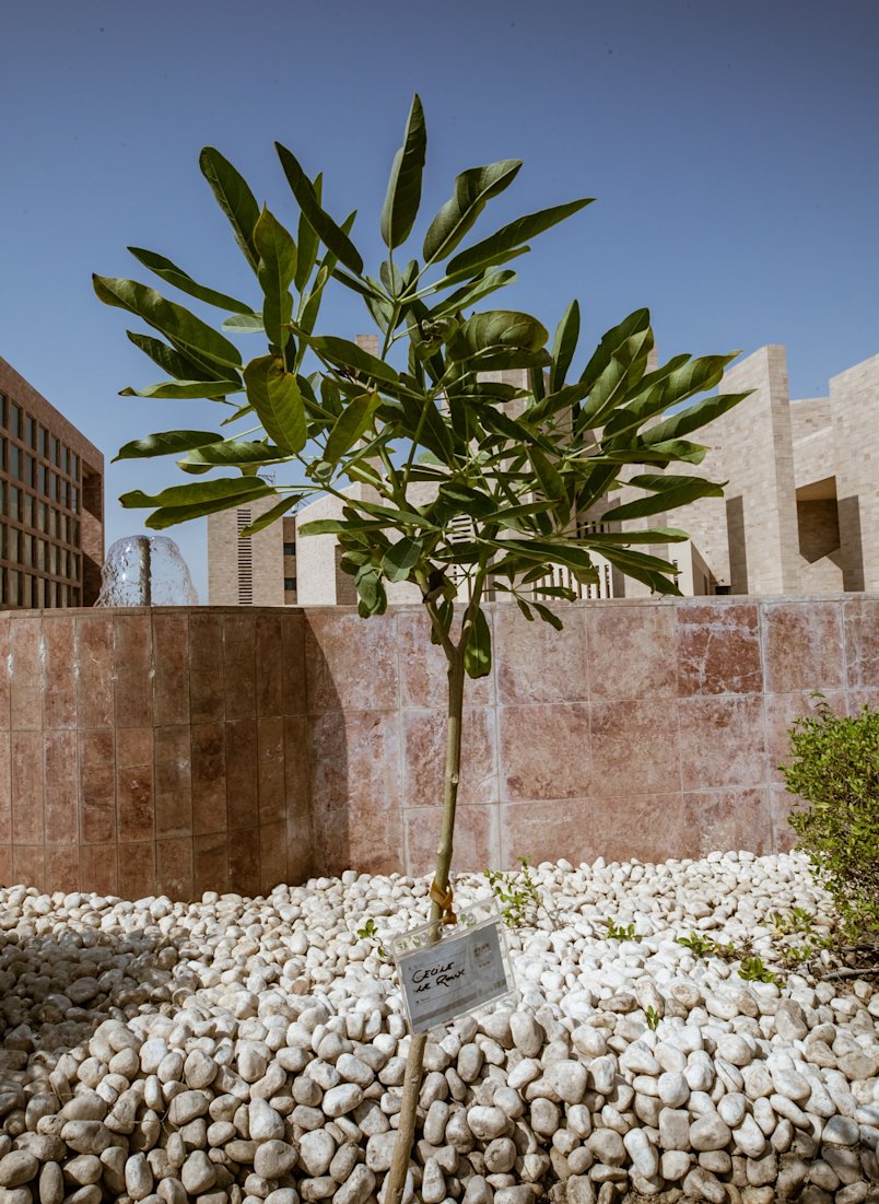 Qatar Sustainability Week: QF initiative aims to create Qatar’s first ...