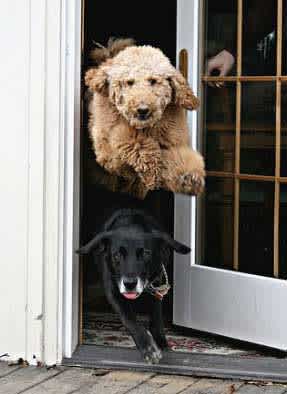 How to Teach your Dog NOT to Rush out Doors