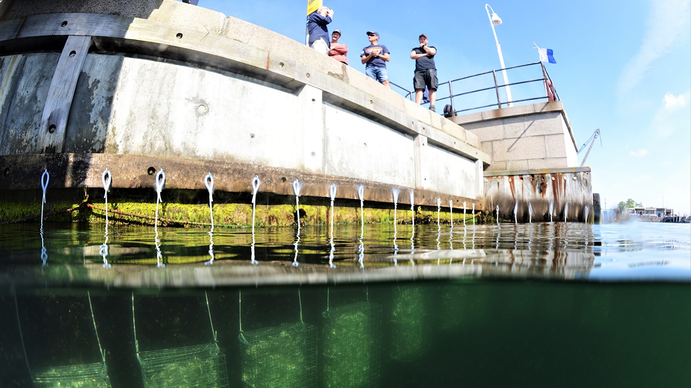 SailGP's impact project to boost Copenhagen's native fish population ...