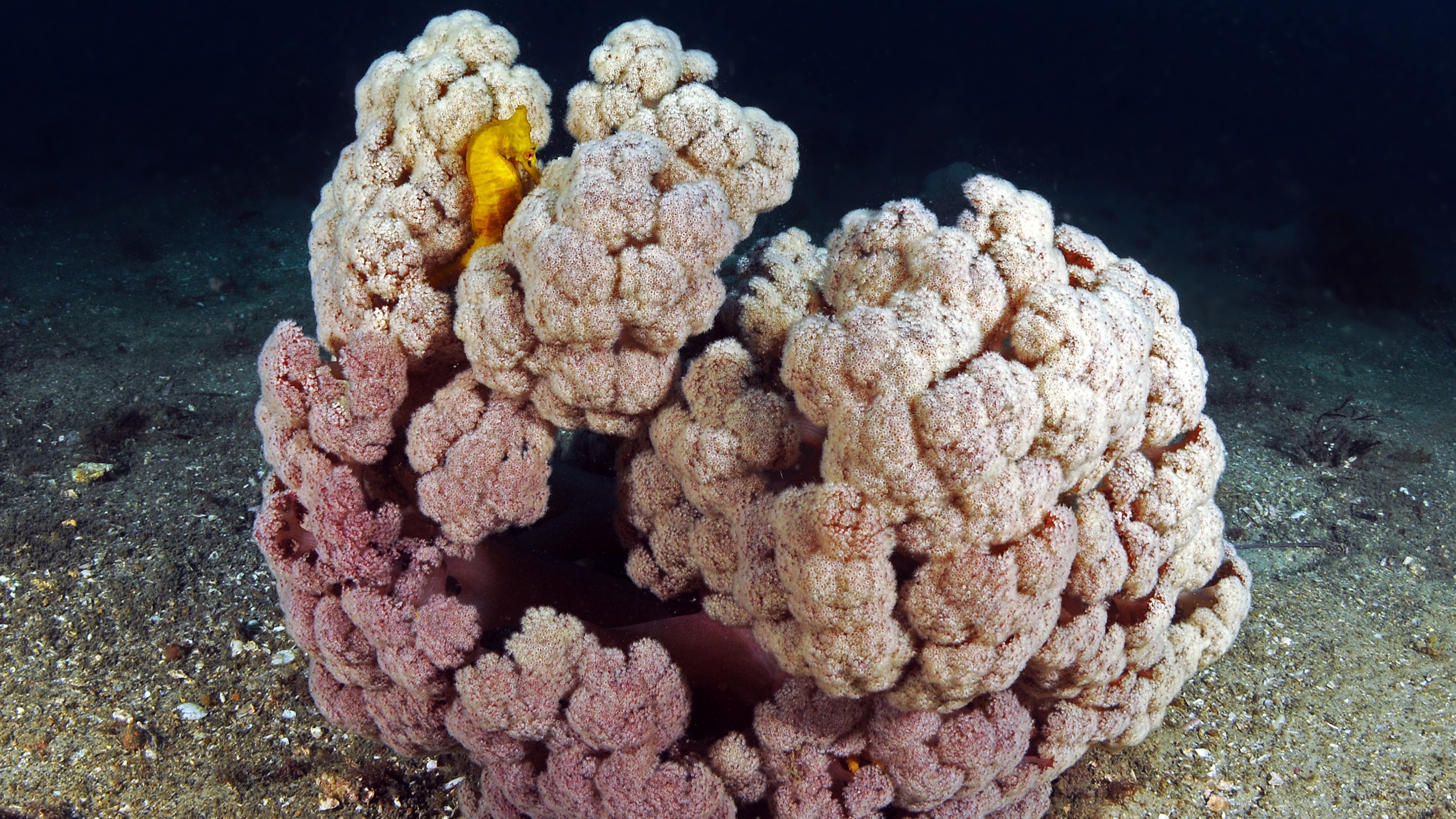 SailGP to help restore White’s Seahorse population in Sydney as part of ...