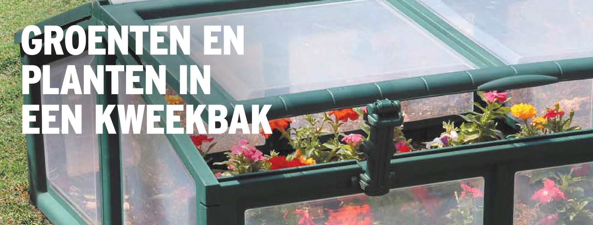 Groenten en planten kweken in een kweekbak? | GAMMA