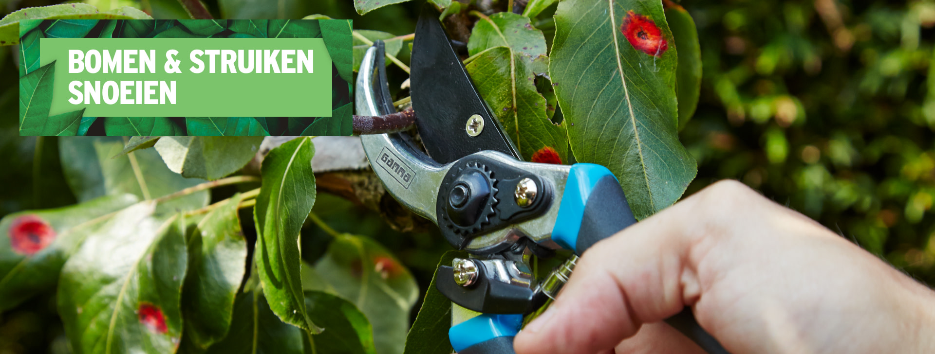 Je bomen en struiken snoeien | GAMMA