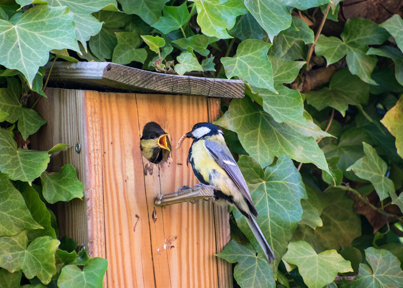 Ontdek onze tips en tricks om natuurlijk te bestrijden in je tuin. Lees ...