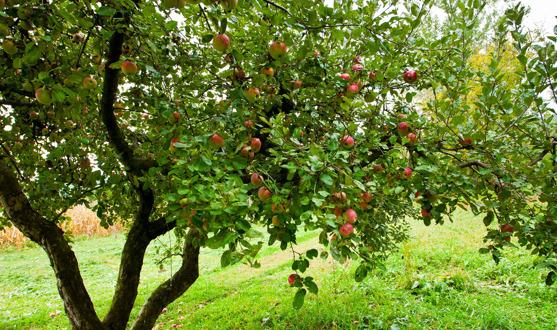 Appelboom snoeien? Volg deze tips! | GAMMA