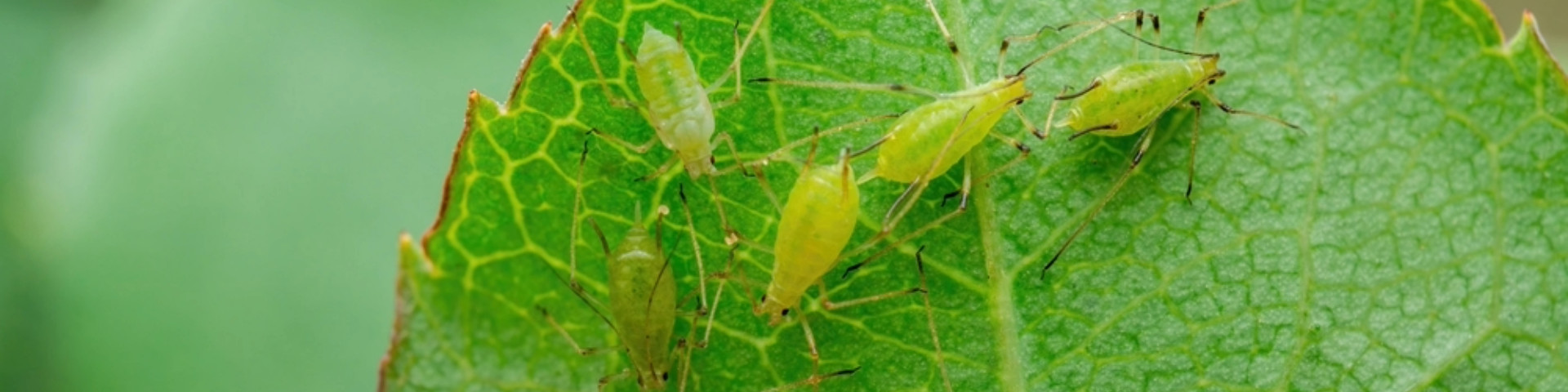 Bladluizen bestrijden & voorkomen | GAMMA