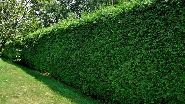 Taxus snoeien? Ga aan de slag met deze tips! | GAMMA