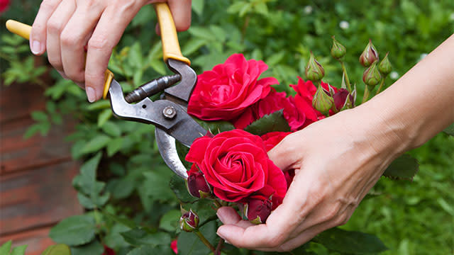 Rozen snoeien? Ga aan de slag met deze tips! | GAMMA