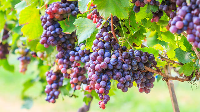 Druiven snoeien? Ga aan de slag met deze tips! | GAMMA