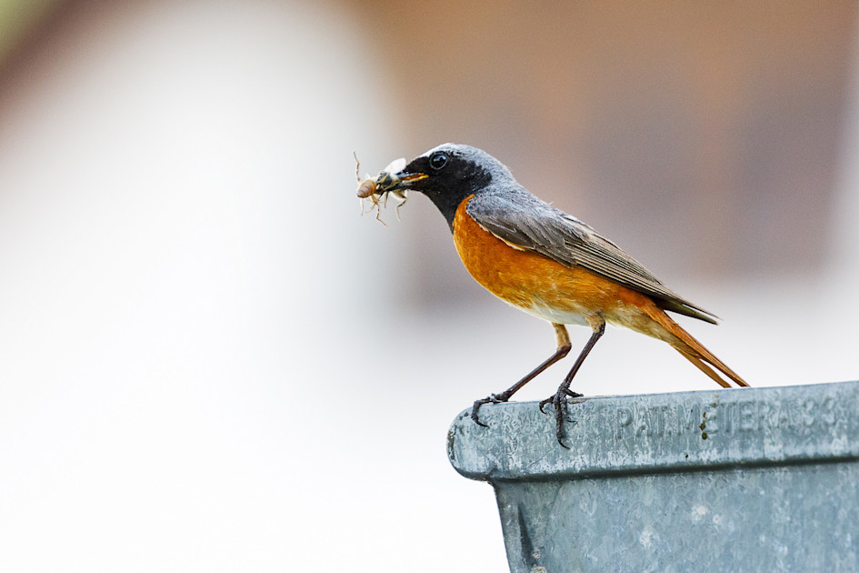 Gartenrotschwanz (Phoenicurus phoenicurus)