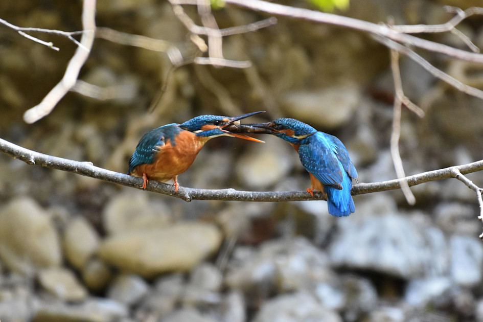 Eisvogel (Alcedo atthis)