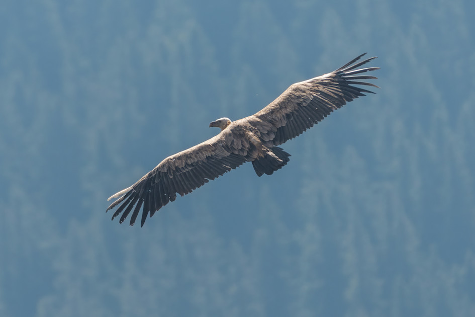 Veranstaltung: Saisonausklang im Tal der Geier