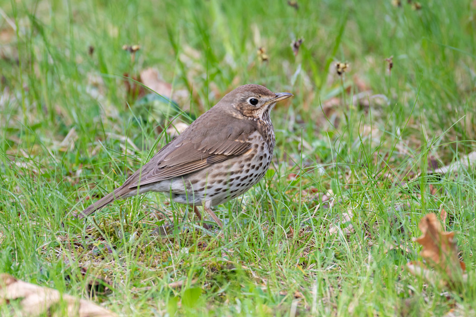 Singdrossel (Turdus philomelos)