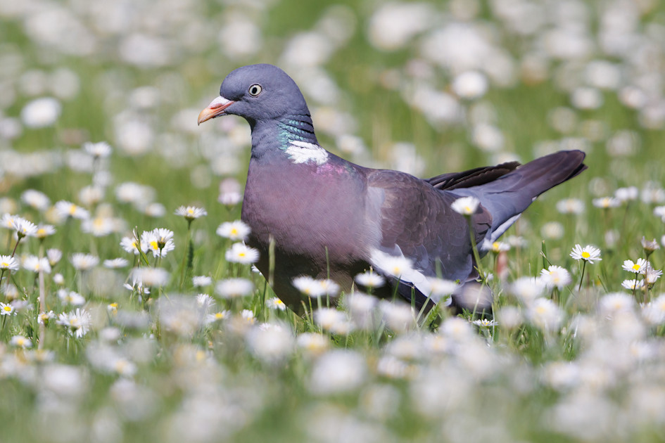 Ringeltaube (Columba palumbus)