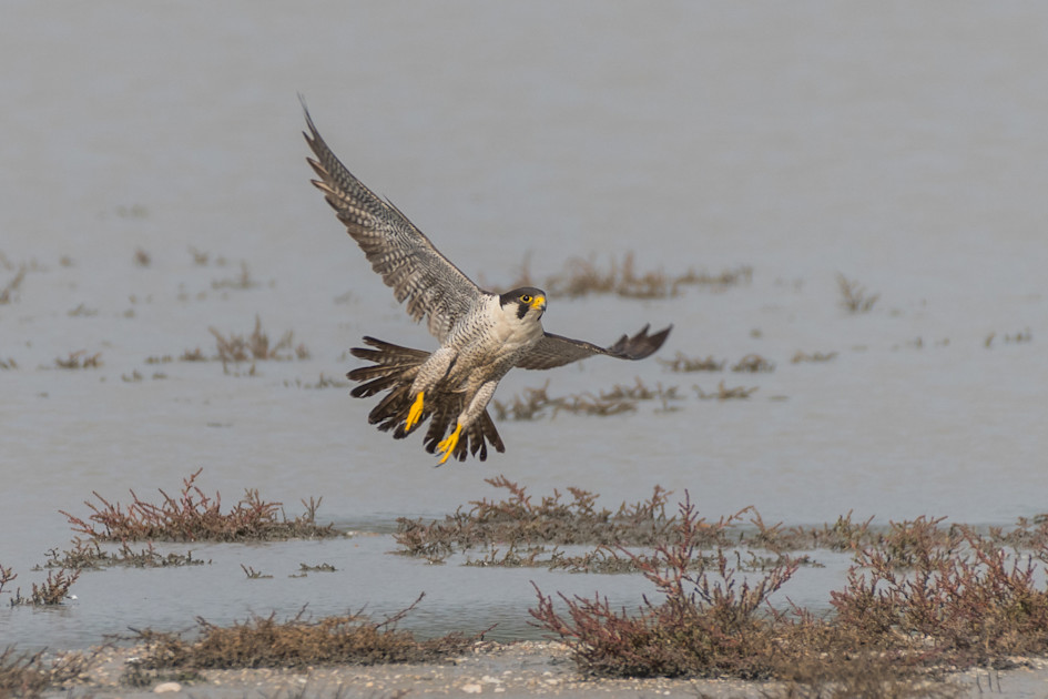 Wanderfalke (Falco peregrinus)