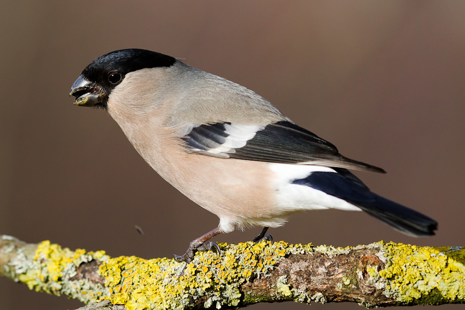 Gimpel (Pyrrhula pyrrhula)