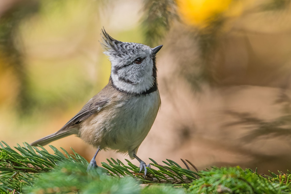 Haubenmeise (Lophophanes cristatus)