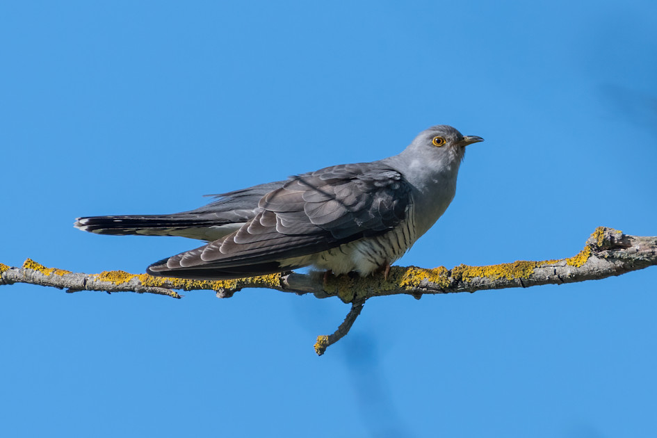 Kuckuck (Cuculus canorus)