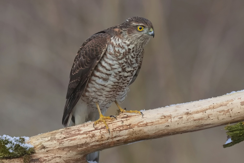 Sperber (Accipiter nisus)
