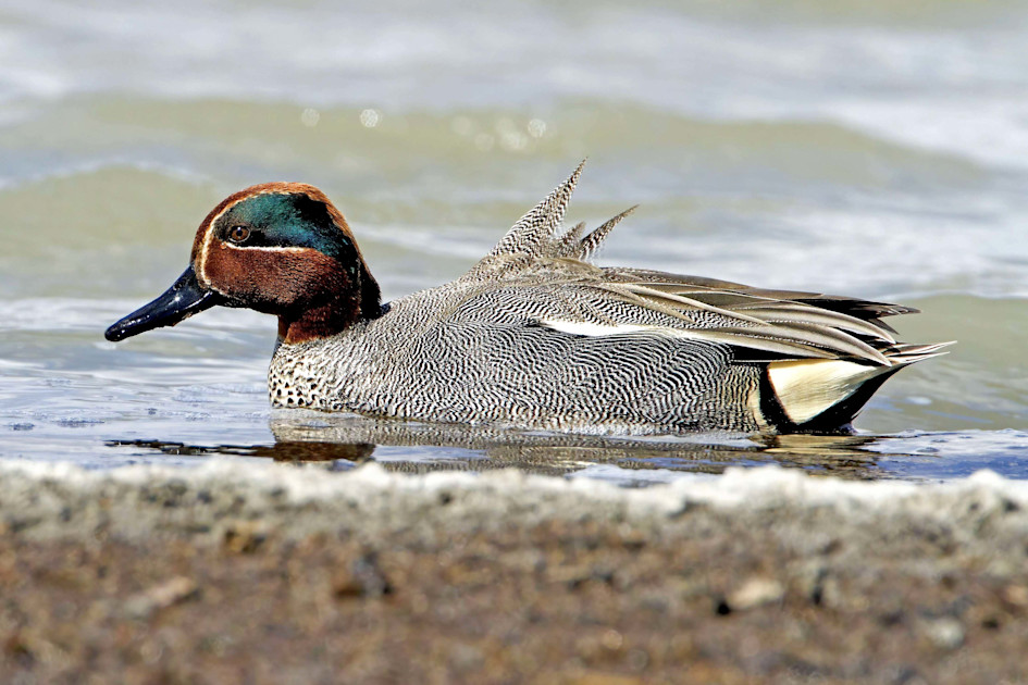 Kleine Ente, großes Problem