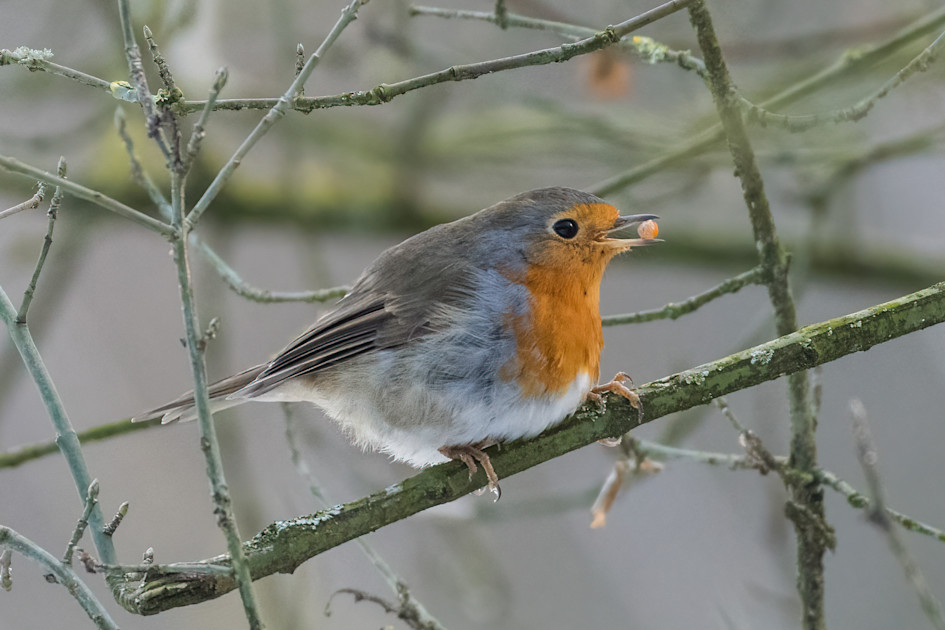 Rotkehlchen (Erithacus rubecula)