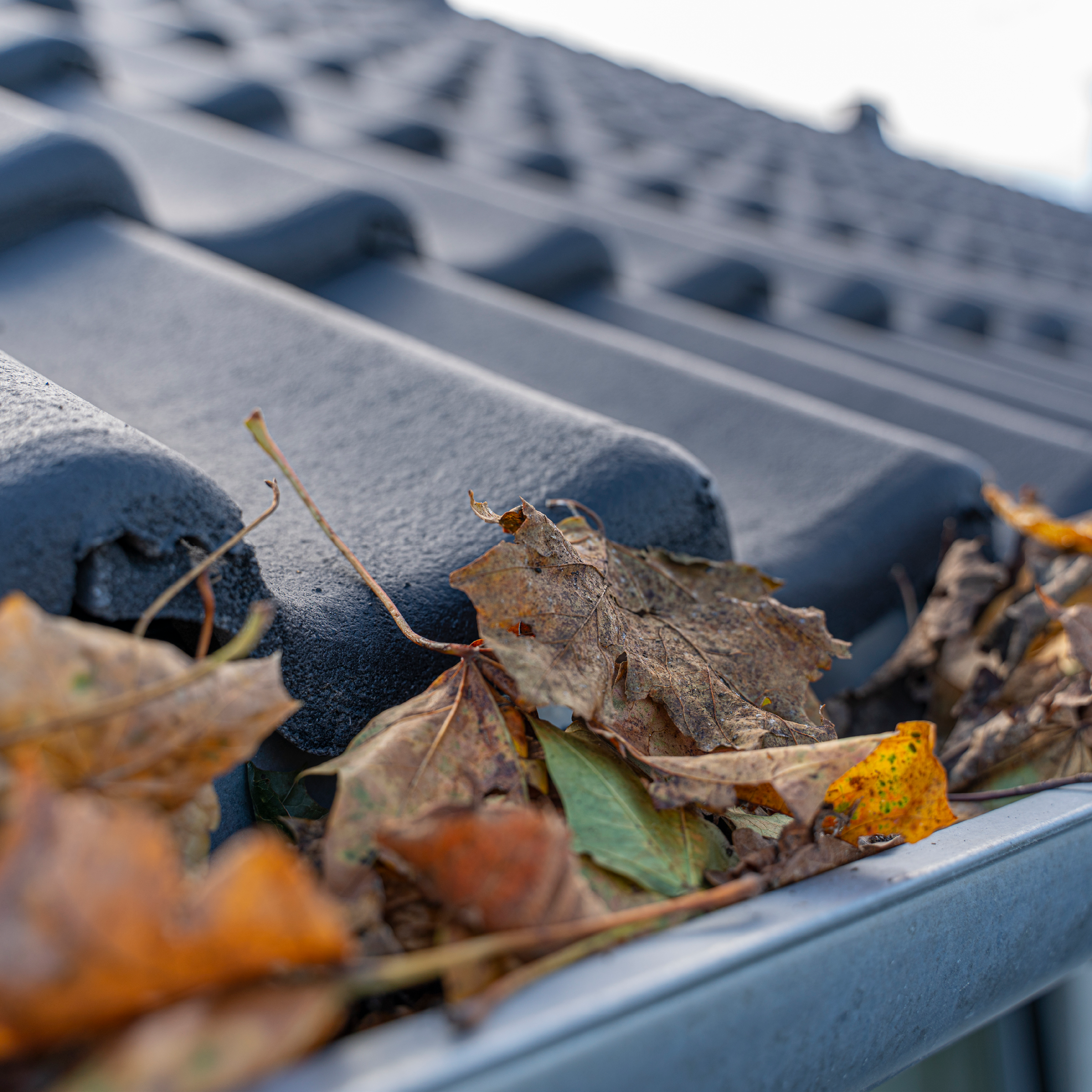 rens-tagrender-2480x2480.png?fm=jpg&w=1200&h=630&q=75&fit=fill