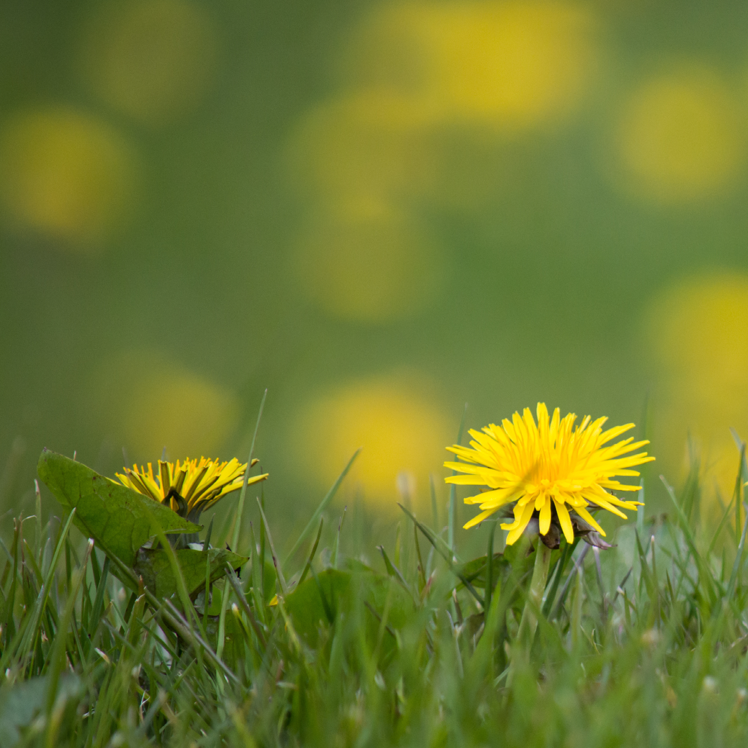 haven-maj-2480x2480.png?fm=jpg&w=1200&h=630&q=75&fit=fill