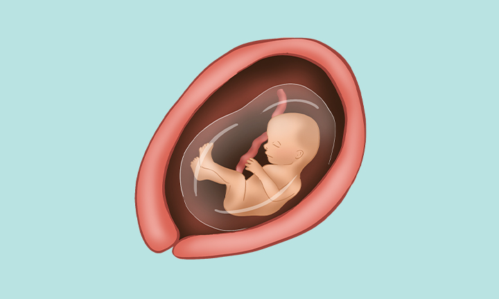 Fetus At 17 Weeks Pregnancy
