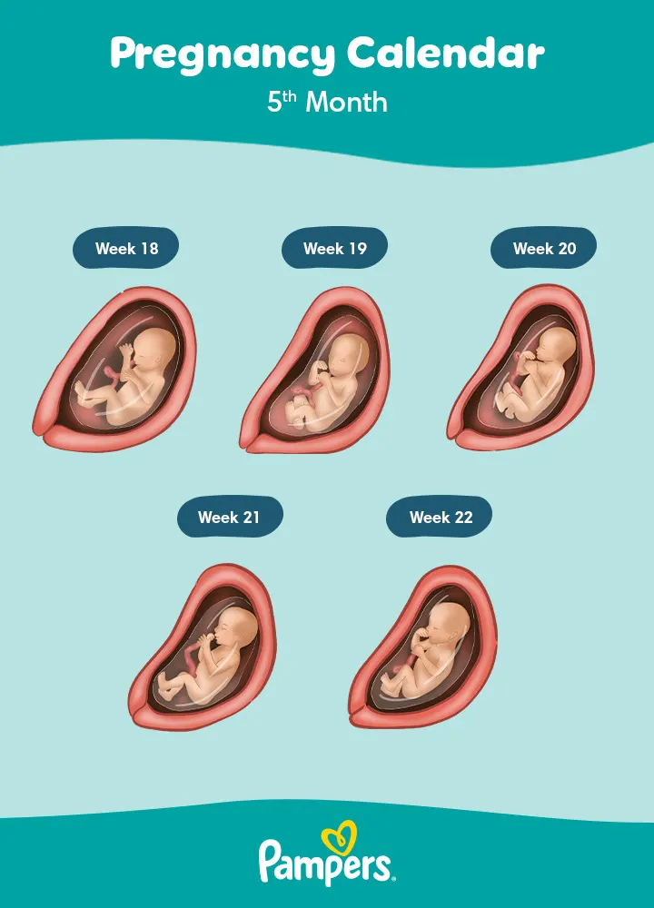 5 Months Pregnant Baby Growing How Your Baby Develops Week To Week