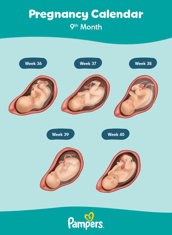 Ninth Month Of Pregnancy Amazon.com: GGFLY 9 Month Fetal Development