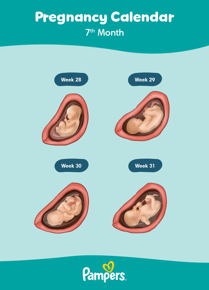 Pregnancy Month Calendar