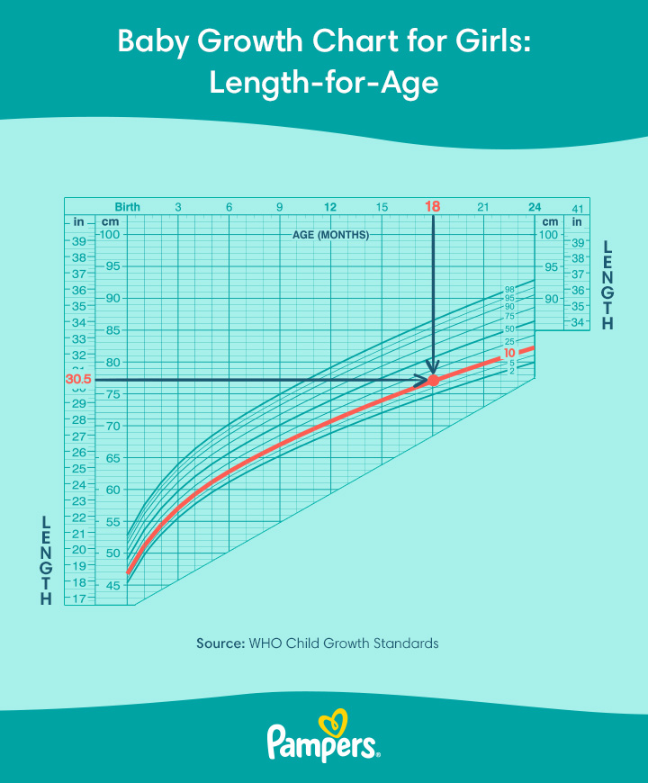 Fetal Growth Chart Percentile
