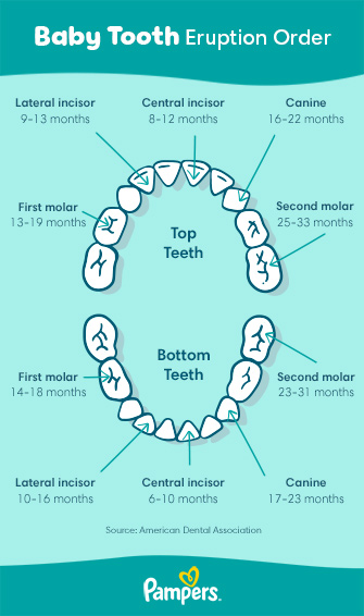 Baby Teeth Dental Numbers
