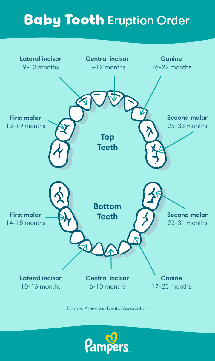 Teeth Names And Permanent Teeth Eruption Chart With Accurate Notation