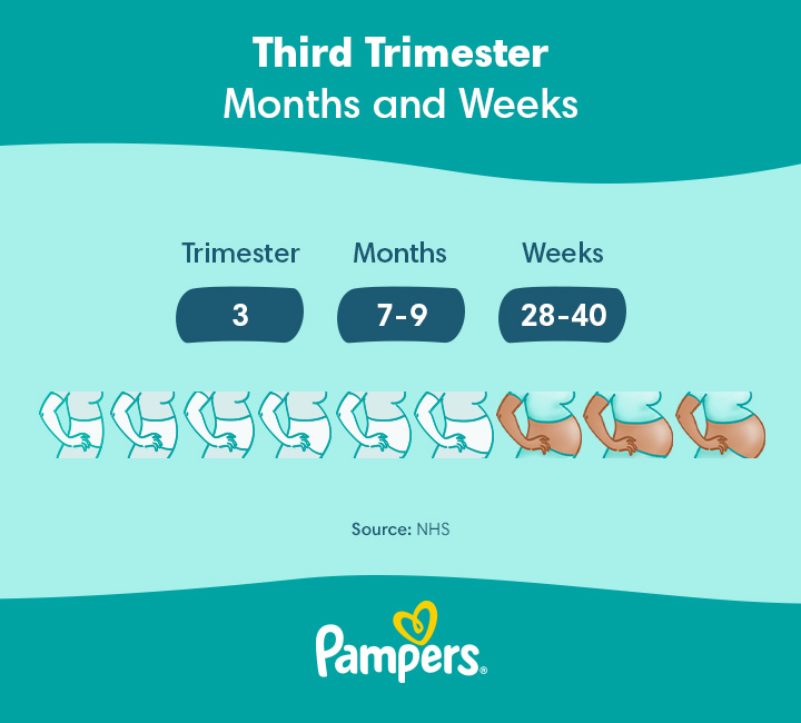 Months Of Pregnancy Nhs