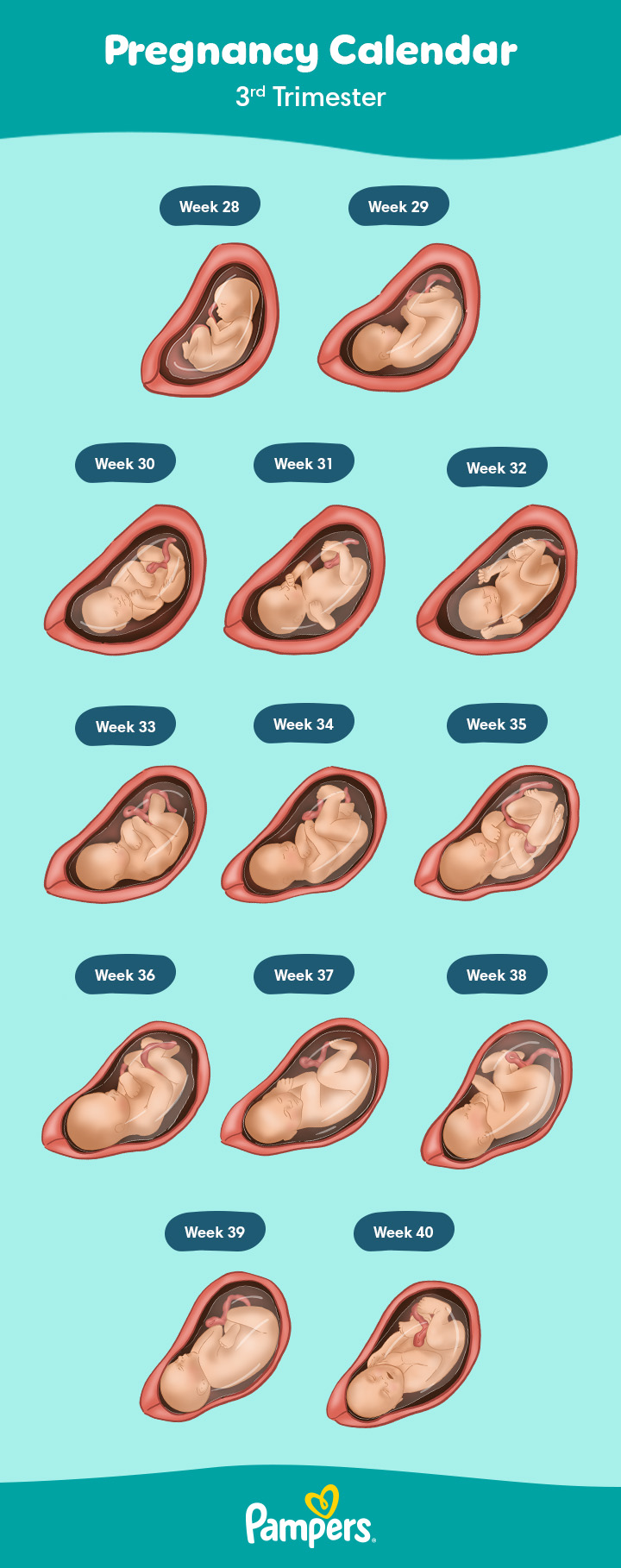 Pregnancy Trimesters Week By Week Pregnancy Calendar: A Week By Week