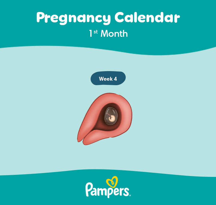 4 Months Pregnant Symptoms 4 Months Pregnant