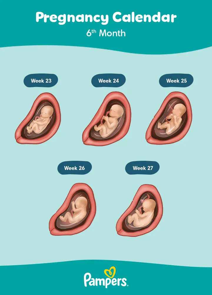 At 6 Months Pregnant Anatomy
