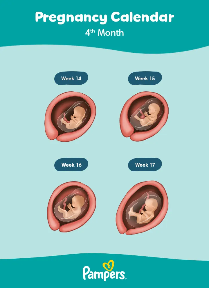 Pregnancy Timeline Stages Pregnancy Stages, Female Body During